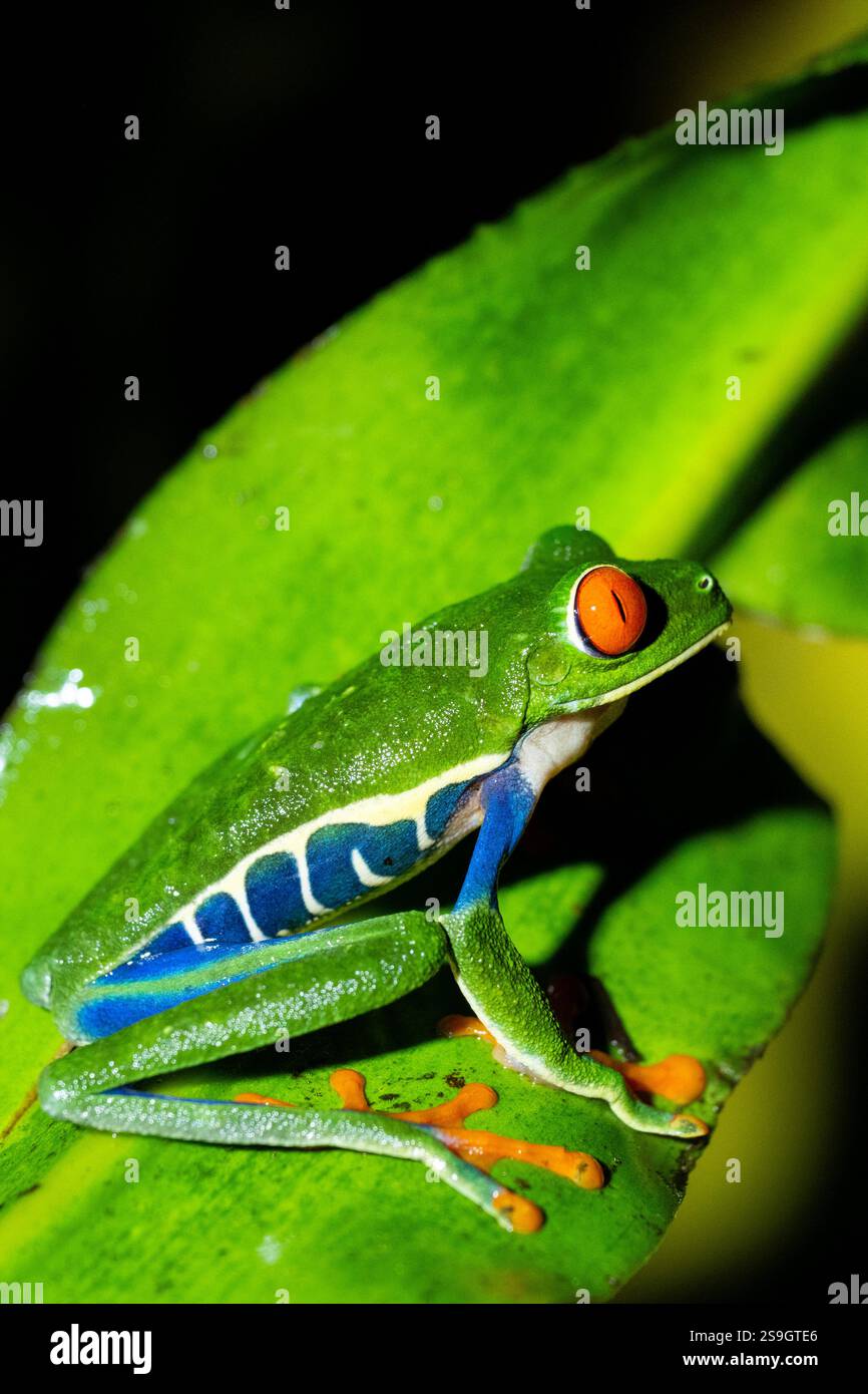 Costa Rica, Arenal. Red-Eyed Tree Frog (Agalychnis callidryas) AKA red ...