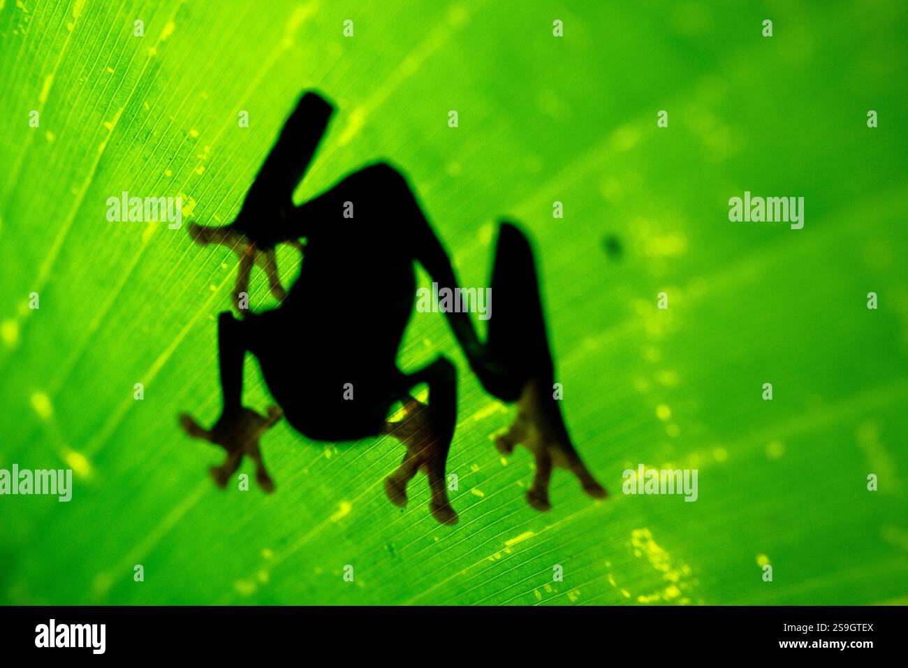 Costa Rica, Arenal. Shadow of Red-Eyed Tree Frog (Agalychnis callidryas ...