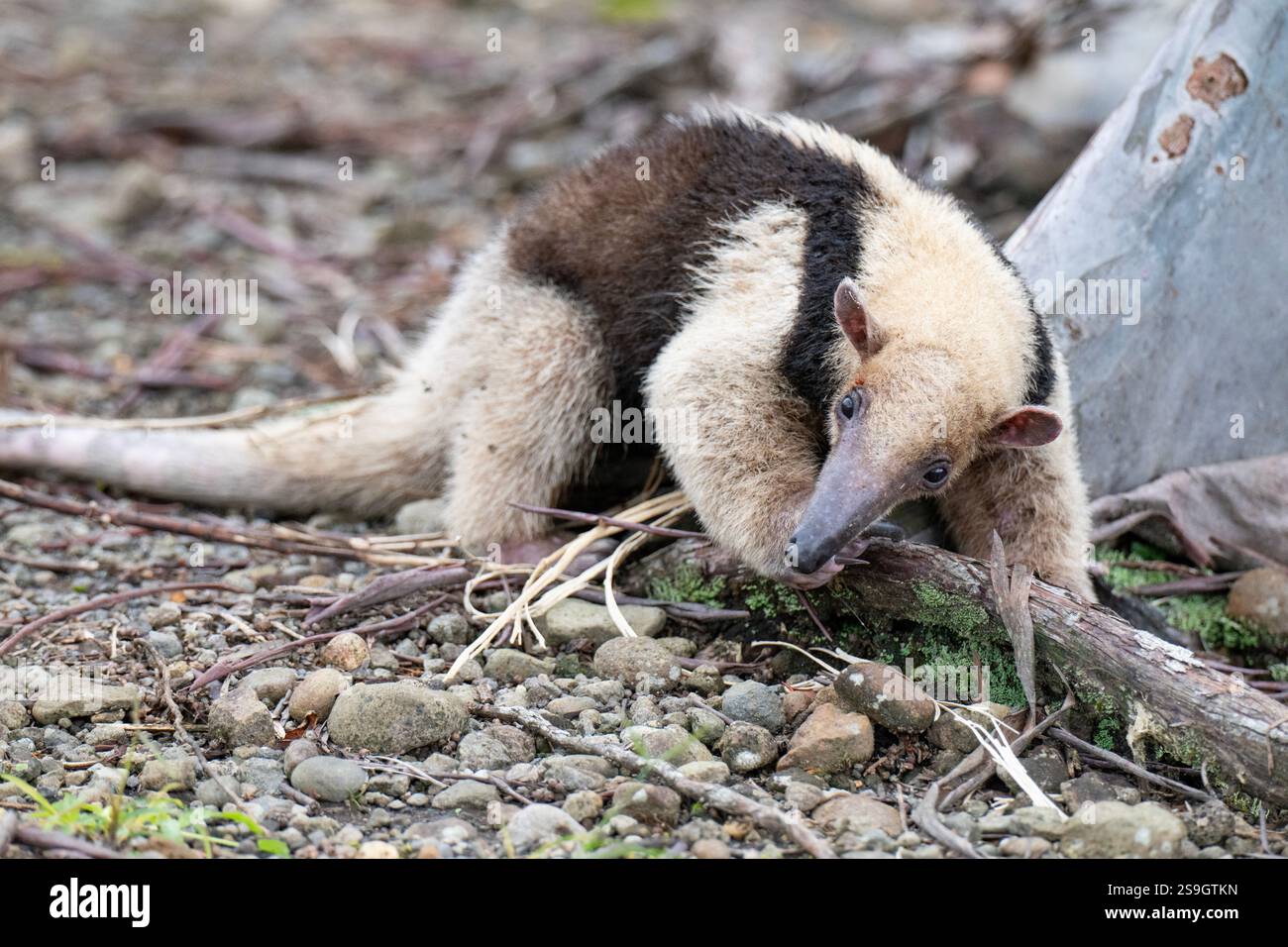 Costa Rica, Arenal. Anteater, Northern tamandua (Tamandua mexicana ...