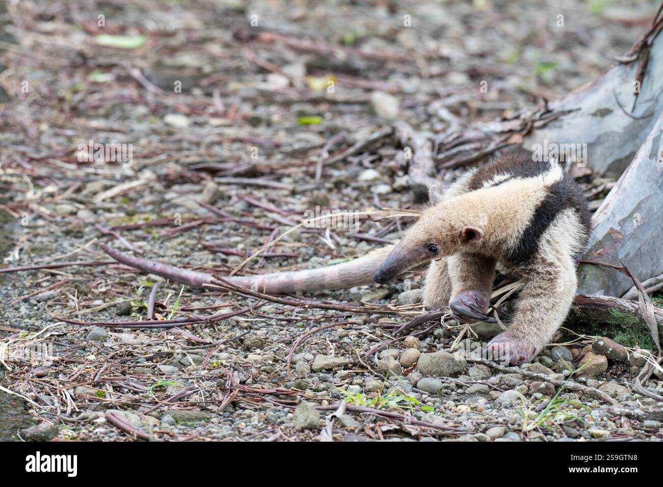 Costa Rica, Arenal. Anteater, Northern tamandua (Tamandua mexicana ...