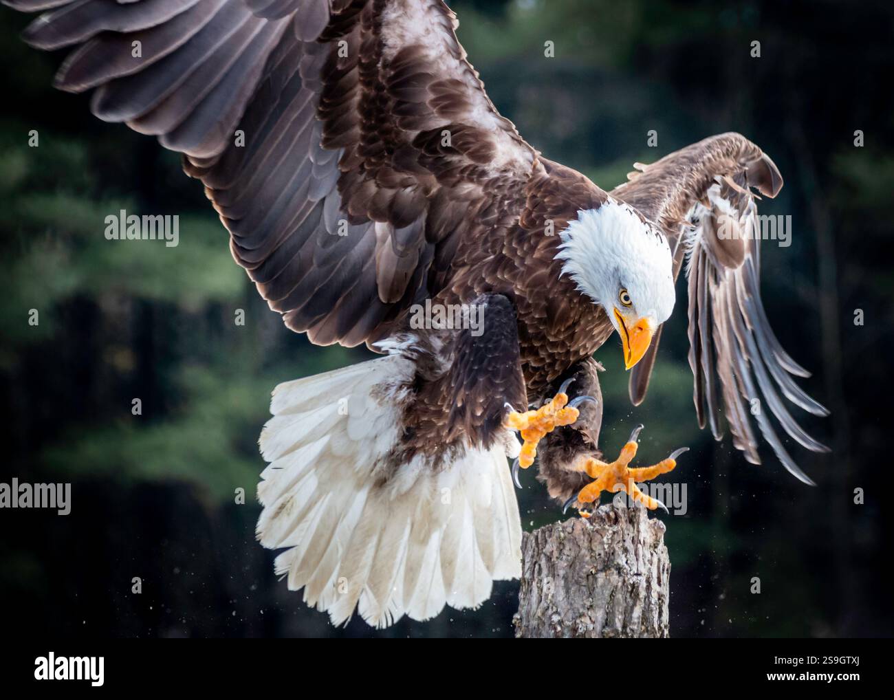 Powerful Bald Eagle landing on a post Stock Photo - Alamy
