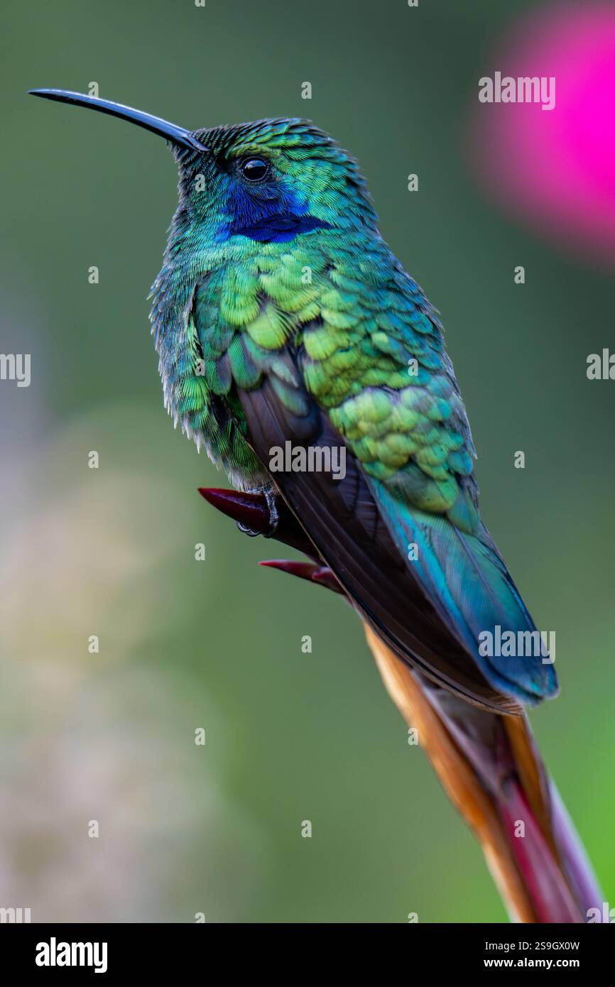 Costa Rica, Talamanca Mountains, Savegre. Lesser violetear aka Green ...