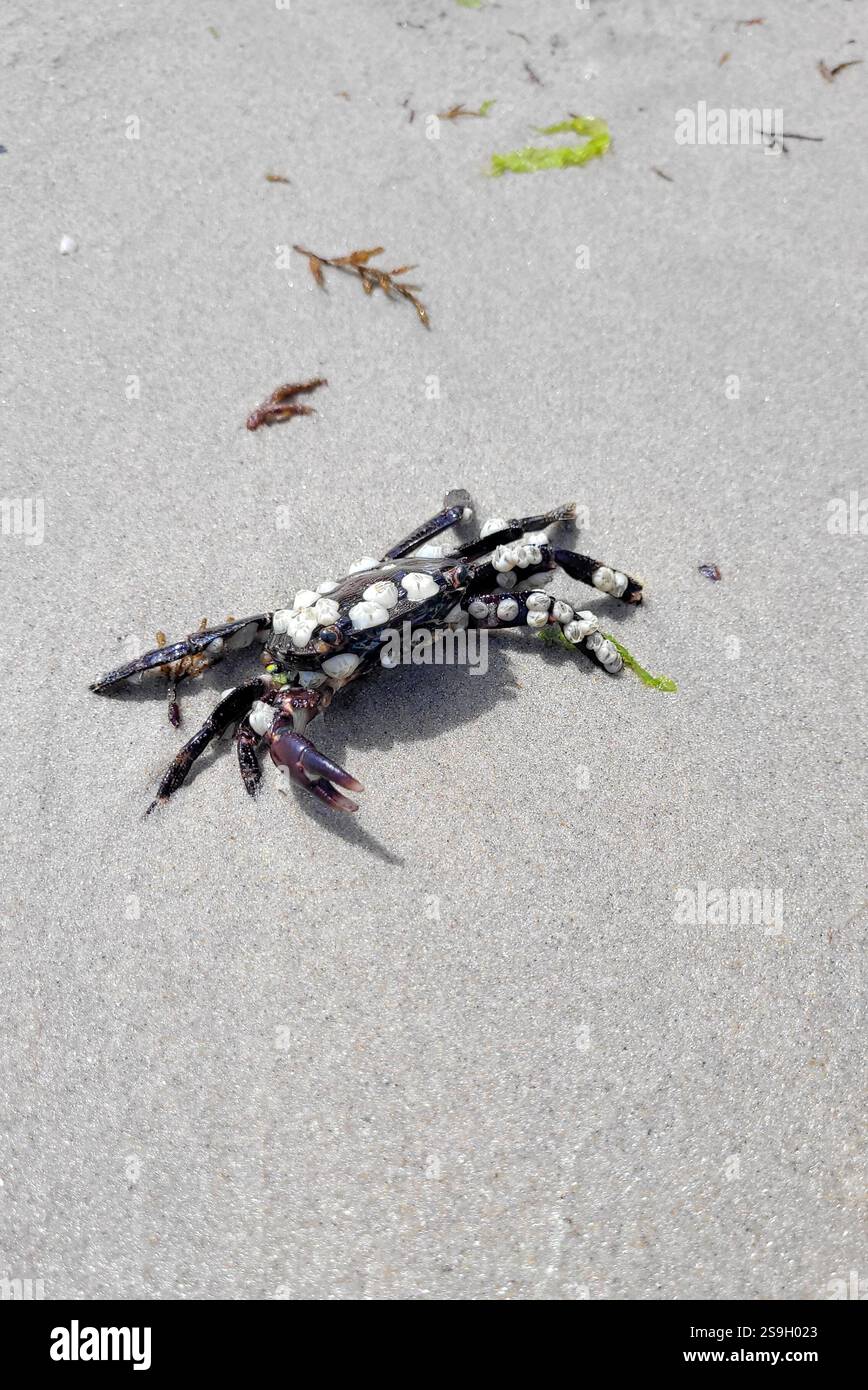 crab lying on the sand. The crab has a dark shell with white spots and ...