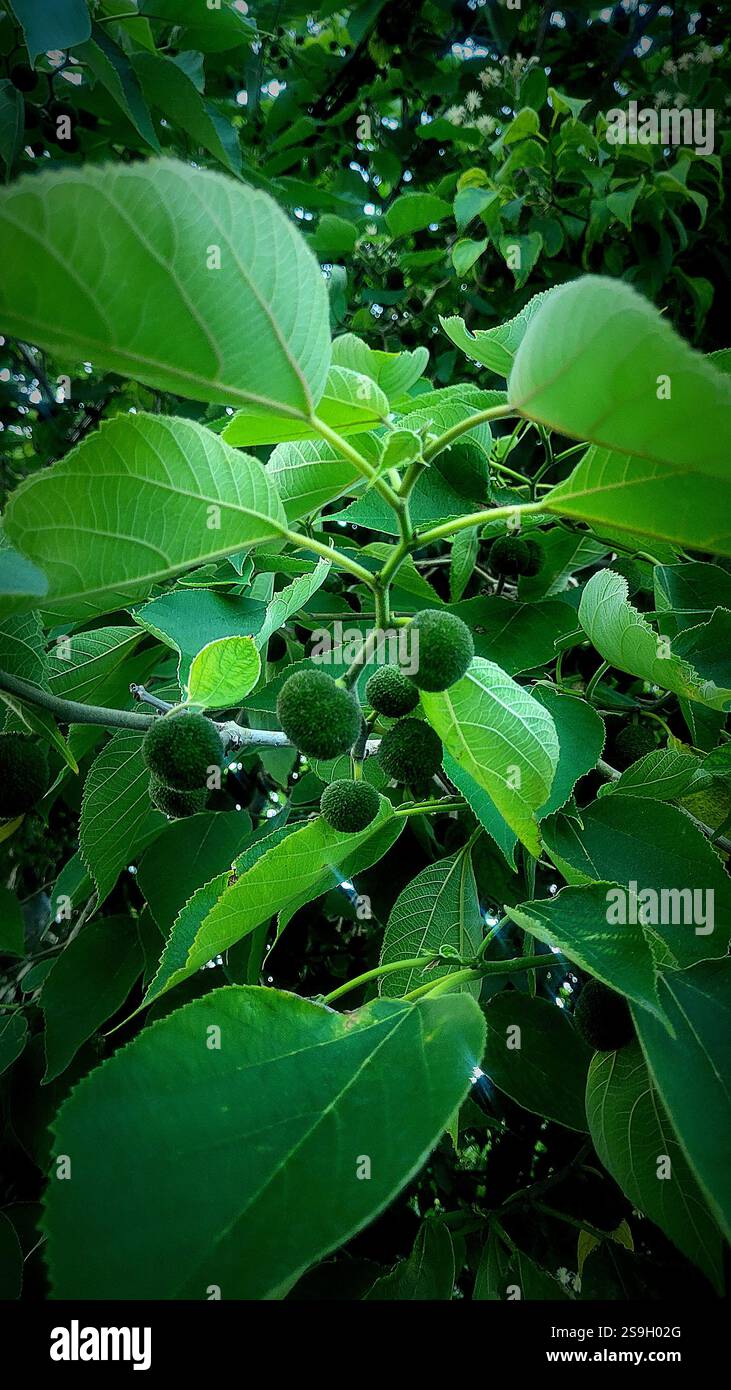 tree branch with large green leaves and small spherical fruits Stock ...