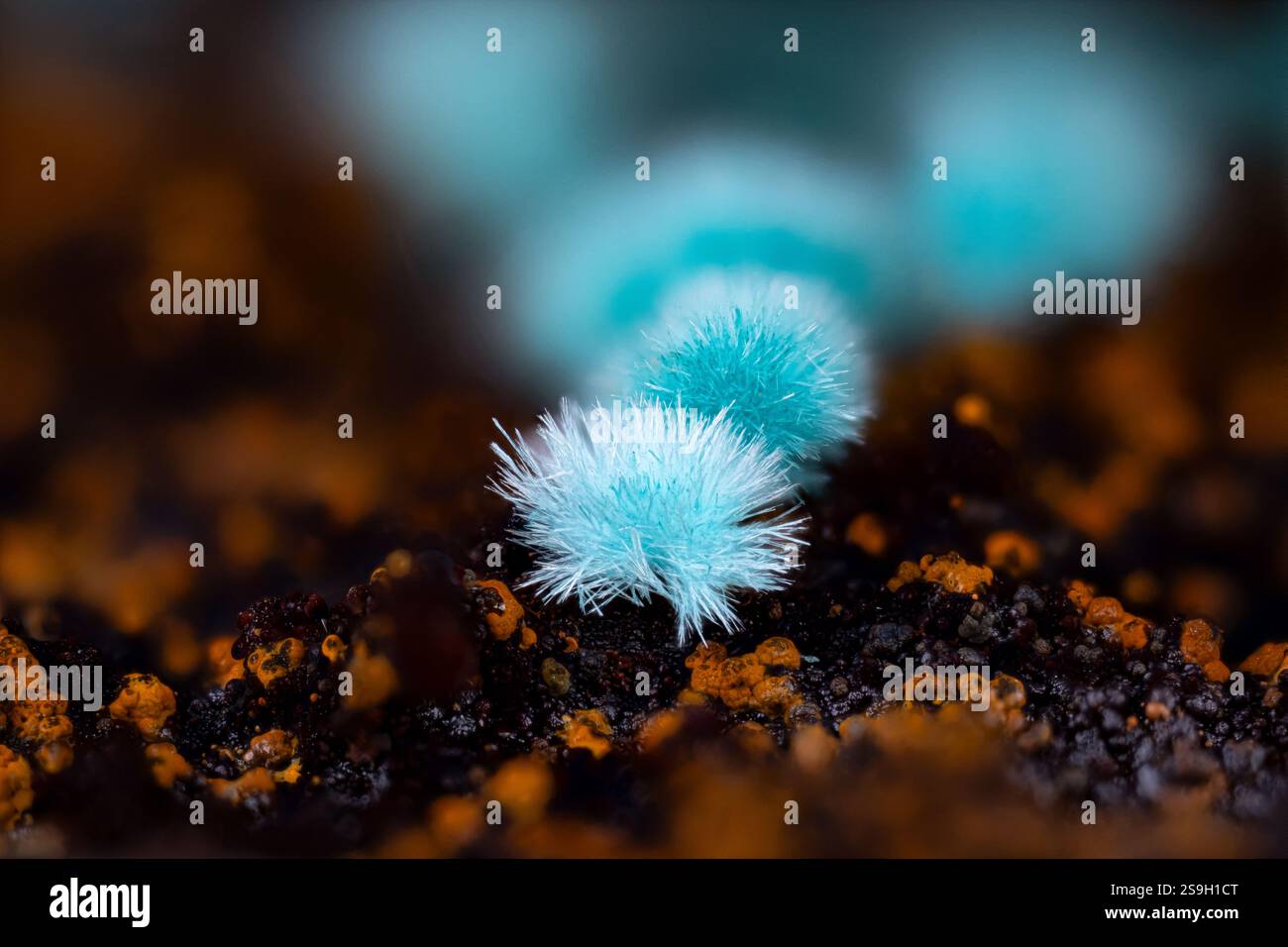 Rosasite. Specimen from kamariza, laurion, Greece. Micro photography ...