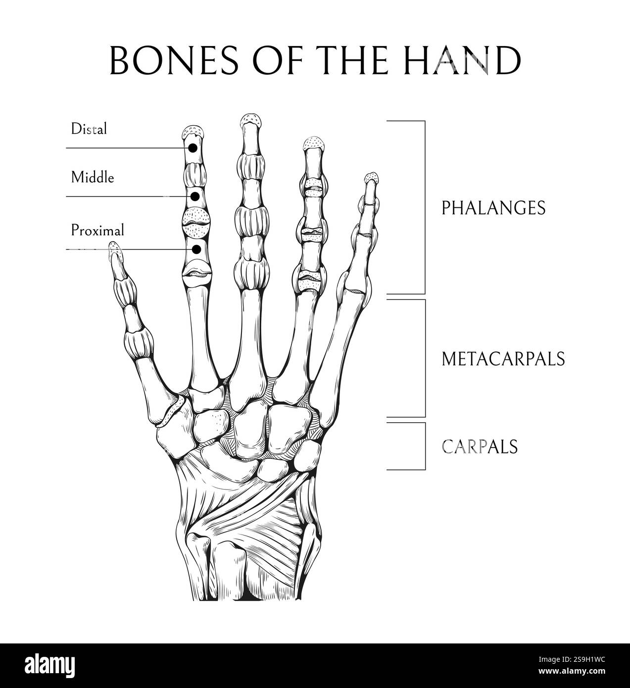 Hand drawn bones. Human arm palm sketch. Medical educational banner ...