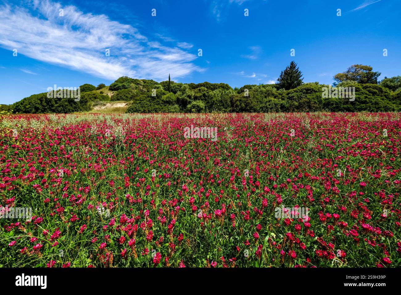 Red flowering alfalfa (Medicago sativa), Lucerne, in a large field in ...