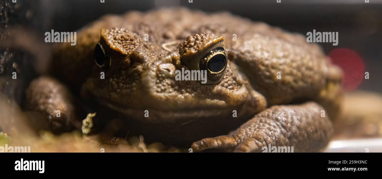 Rhinella marina jump hi-res stock photography and images - Alamy
