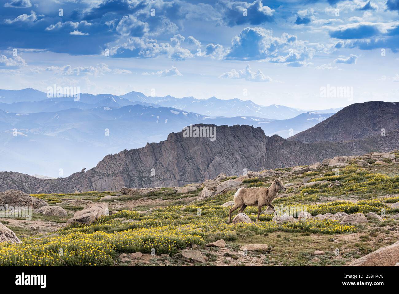 Mount Evans Mountain Goat Stock Photo - Alamy