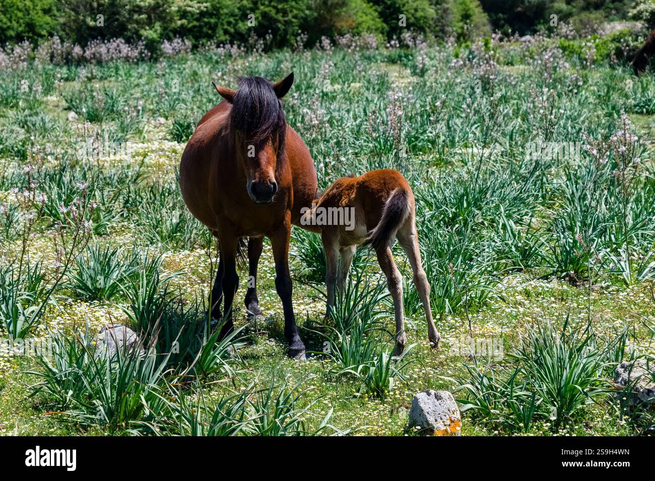 Horse sucking hi-res stock photography and images - Alamy