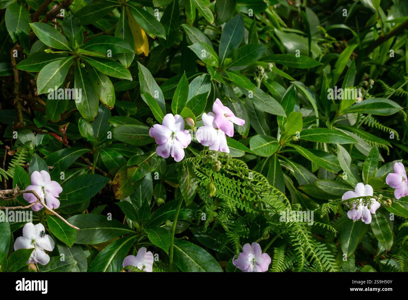 Plants lining the natural channel - levada. Impatiens with rose flowers ...