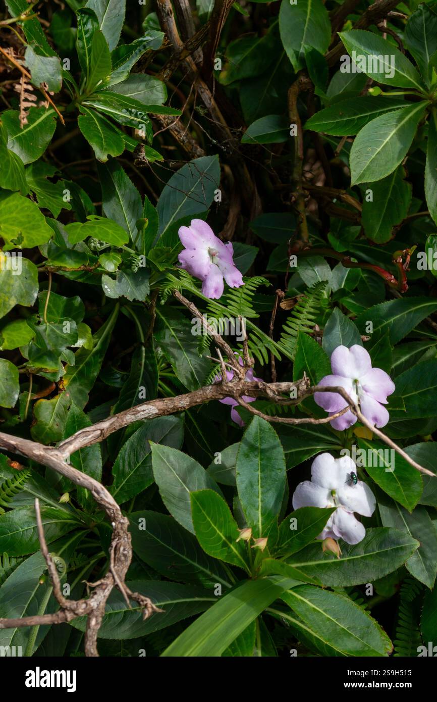 Plants lining the natural channel - levada. Impatiens with rose flowers ...