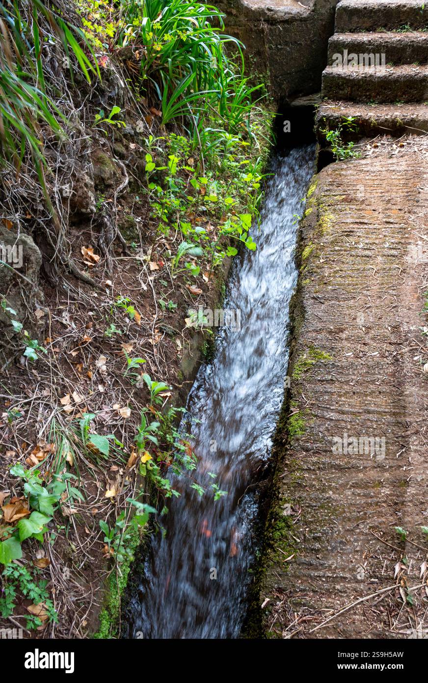 Detail of levada - natural water channel, lined by fresh greenery ...