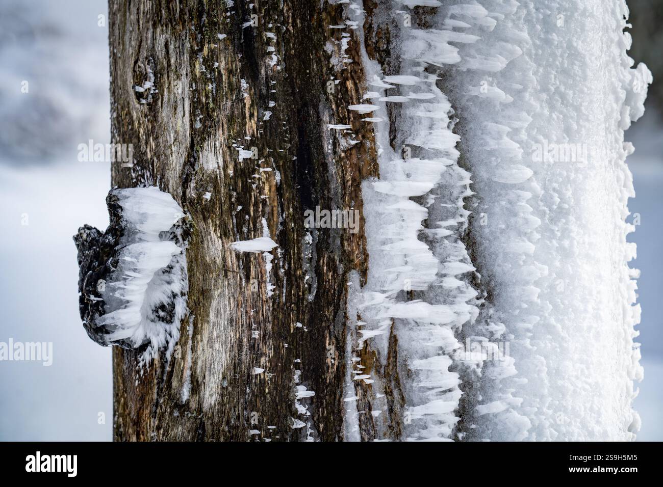Ice covered trunk with any icy face created during a blizzard Stock ...
