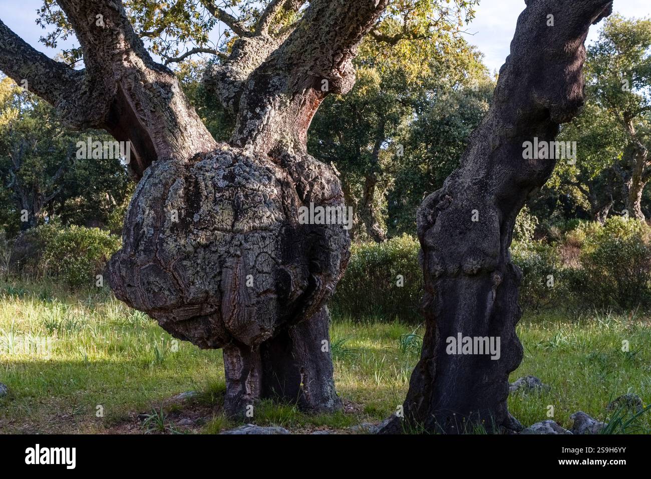 Olive tree with a thick ball-like lump on the trunk Stock Photo - Alamy