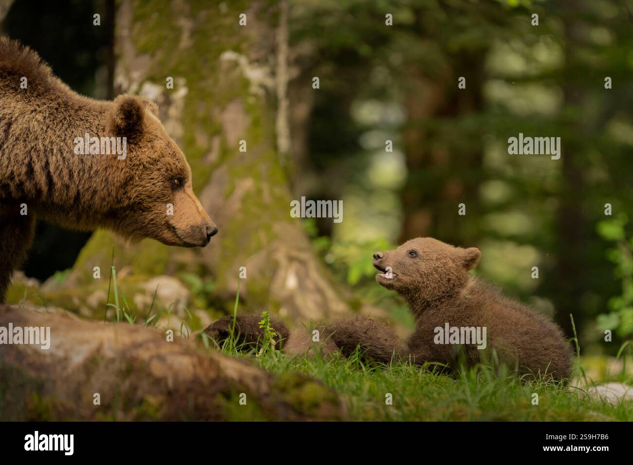Family cubs brown bear hi-res stock photography and images - Alamy