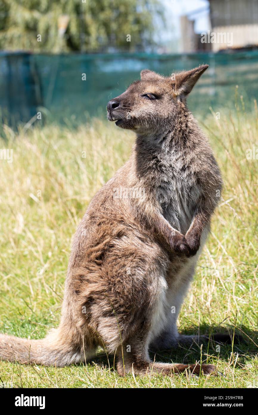 Cute fluffy wallaby in the park. Marsupial mammals. Australia Stock ...