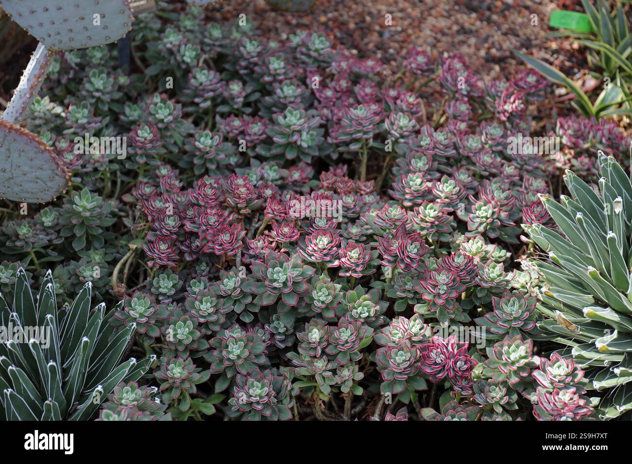 A desert garden filled with Red Velvet Echeveria, Queen Victoria Agave ...