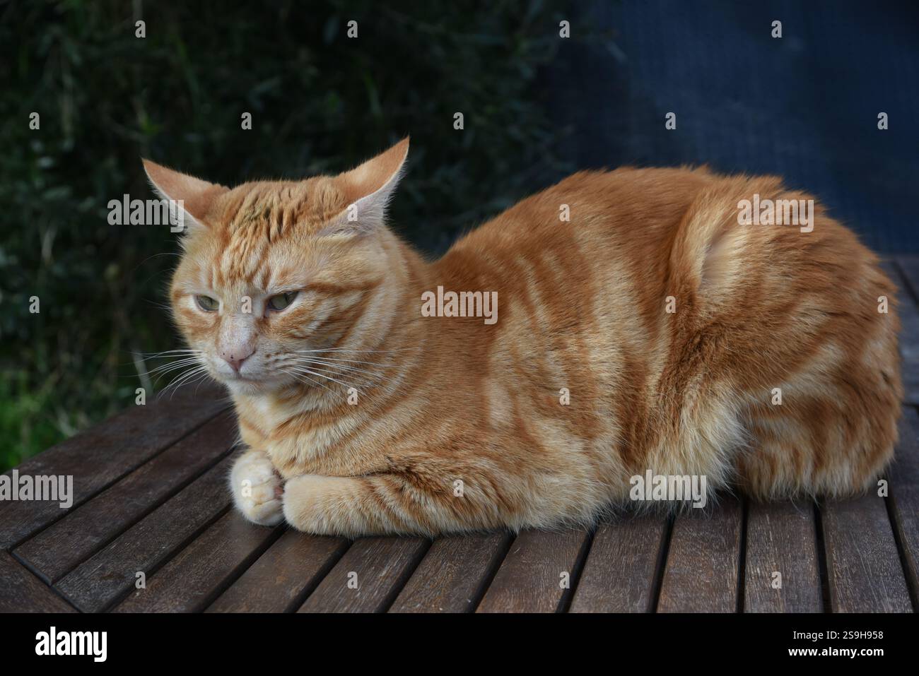 Beautiful young ginger cat hi-res stock photography and images - Alamy