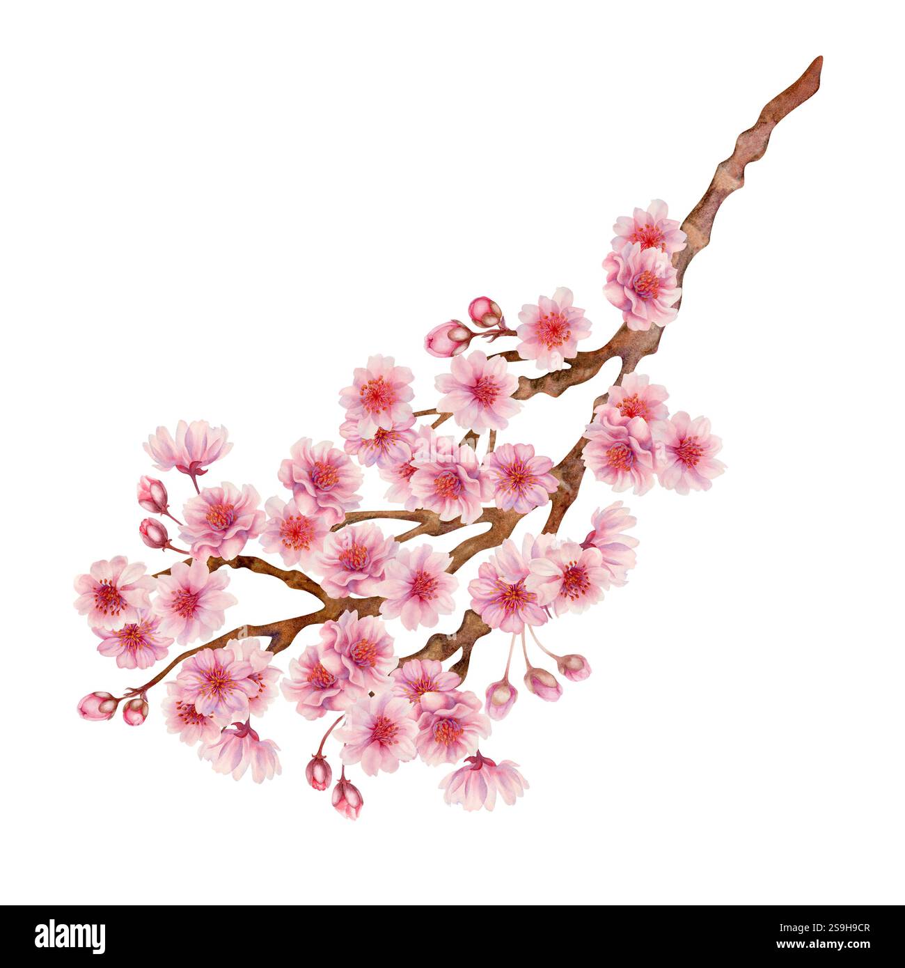 Branch with pink cherry blossom flowers to celebrate Japanese Hanami ...