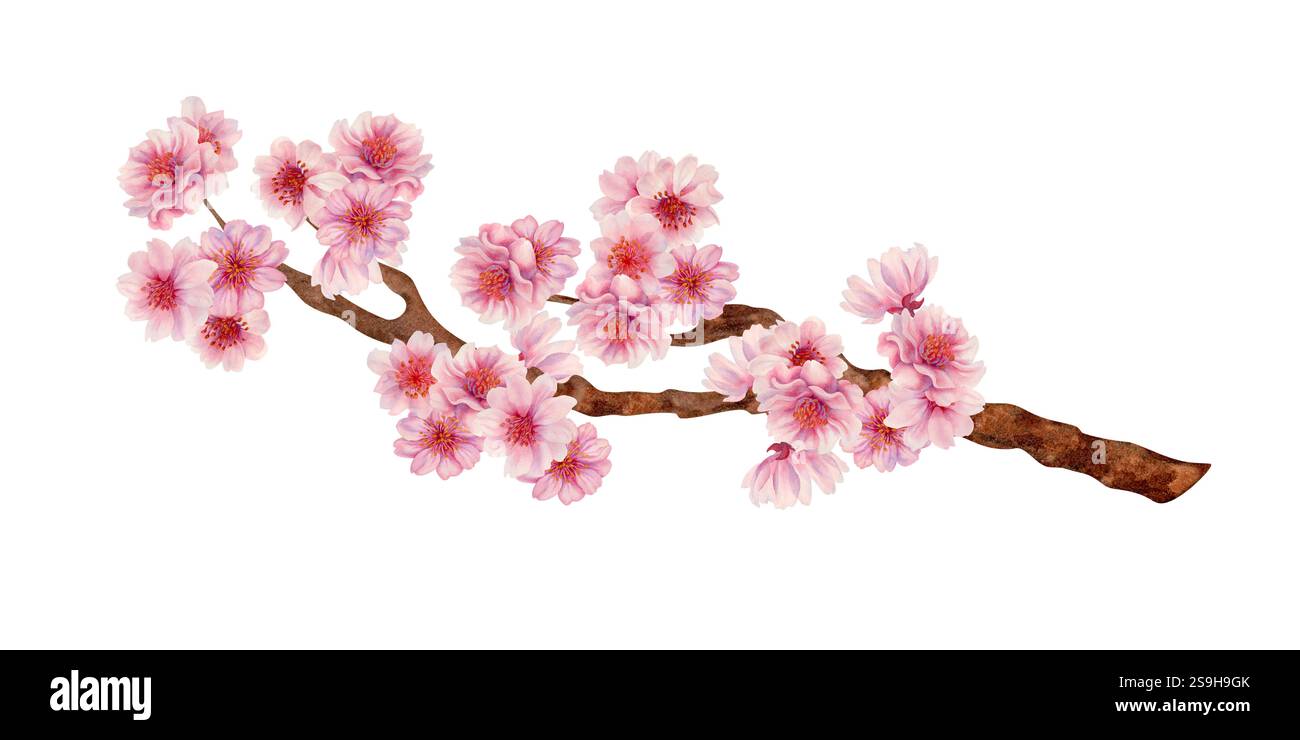 Branch with pink cherry blossom flowers to celebrate Japanese Hanami ...