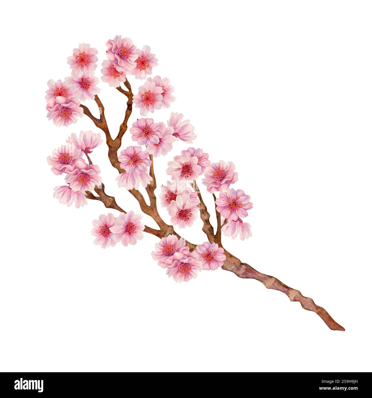 Branch with pink cherry blossom flowers to celebrate Japanese Hanami ...