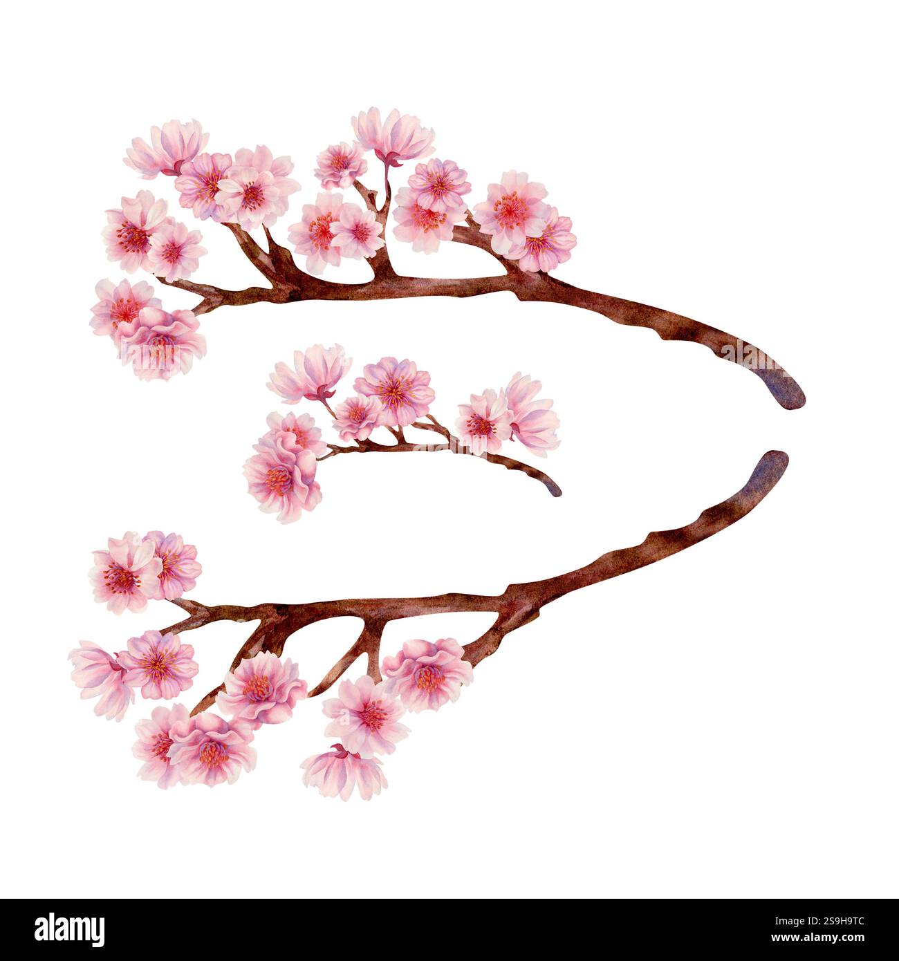 Two branches with pink cherry blossom flowers to celebrate the Japanese ...