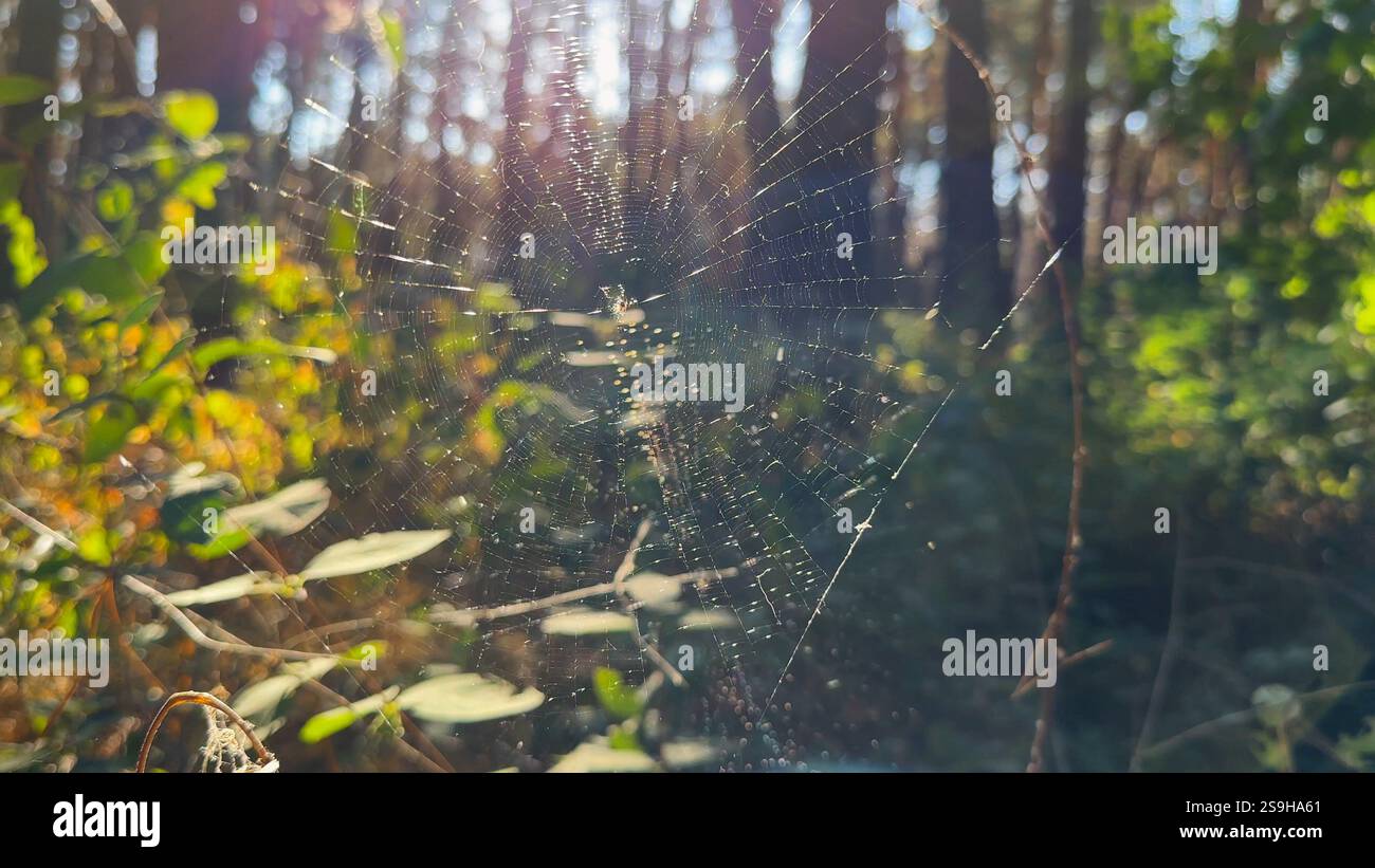 Spiderweb swaying in wind at forest with sunlight at background. Spider ...