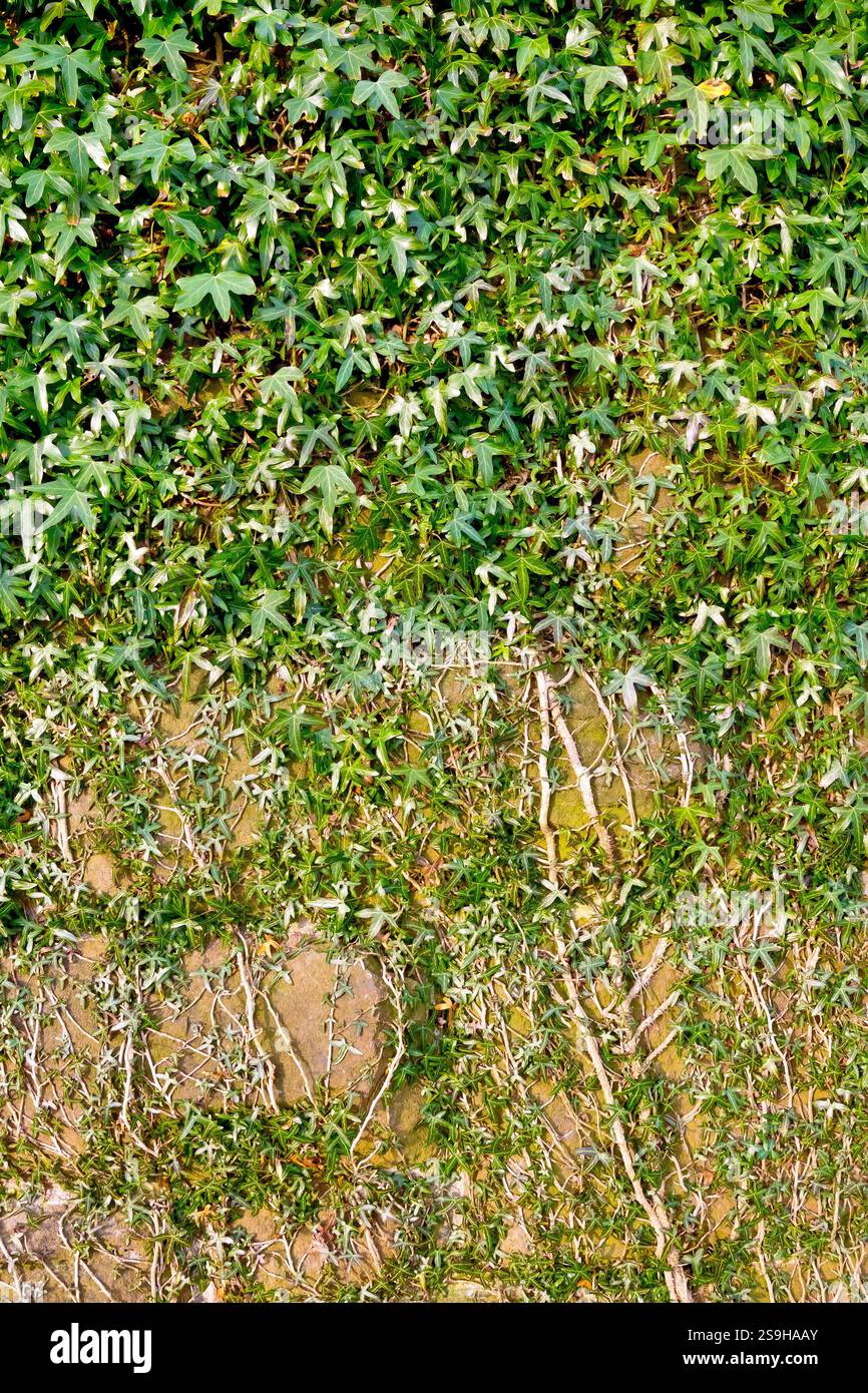 Ivy (hedera helix), close up of the common climbing plant scaling the ...