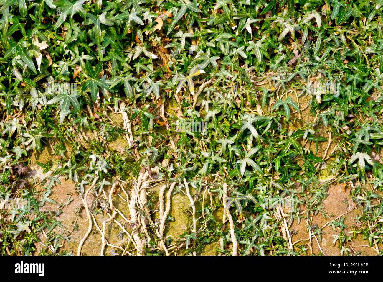 Ivy (hedera helix), close up showing the stems, branches and leaves of ...