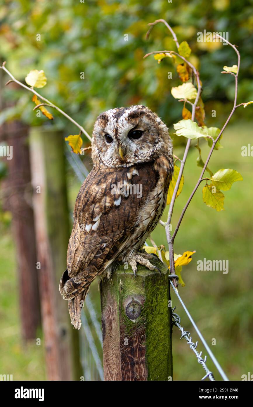 The Tawny Owl, a nocturnal woodland bird, preys on small mammals and ...