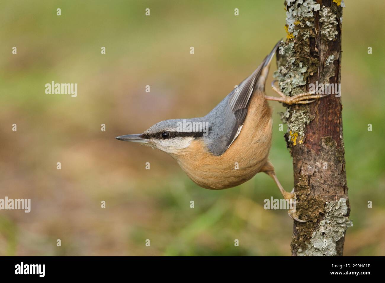 Common bird Sitta europaea aka Eurasian nuthatch is crawling on the ...