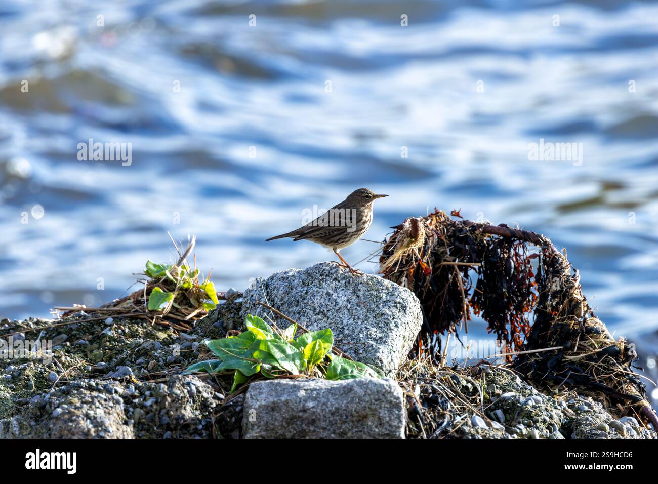 The Rock Pipit, a coastal bird, feeds on insects and small ...