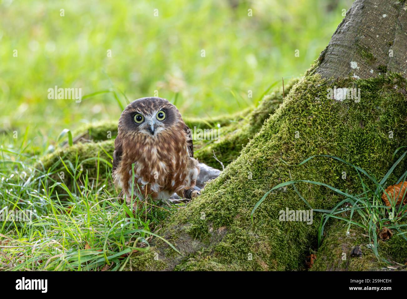 The morepork owl eats insects, small mammals, and birds. Photo taken in ...