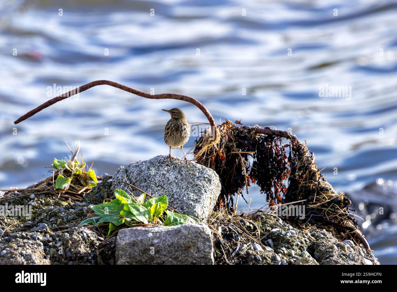 The Rock Pipit, a coastal bird, feeds on insects and small ...