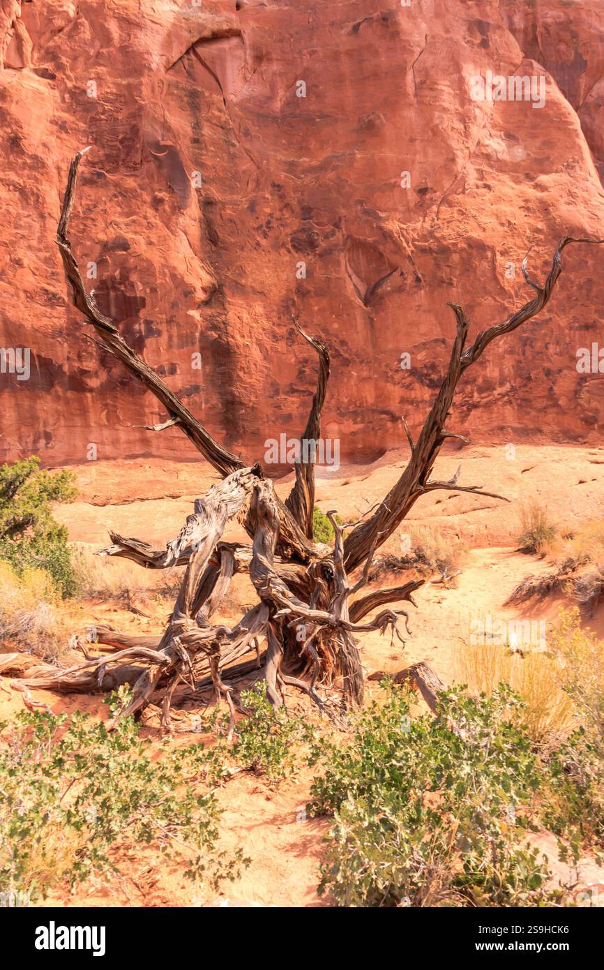 A tree stump is in the desert with a red rock wall in the background ...