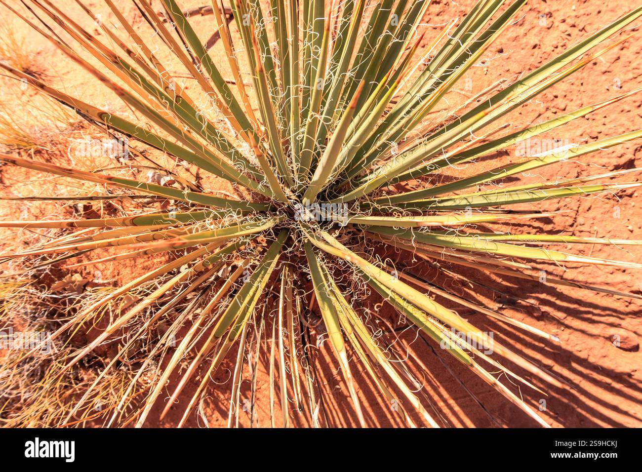 A dried up plant with brown leaves and a brown stem. The plant is in a ...