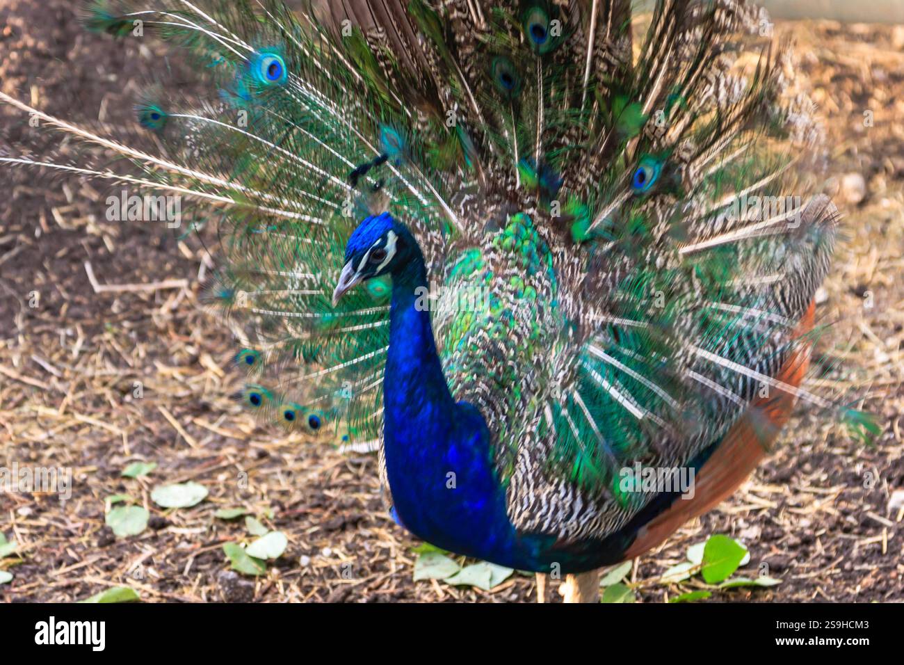 A peacock is walking on the ground with its tail spread out. The bird ...