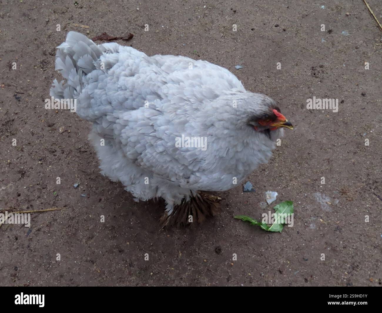 ...eine kraeftige Henne in einem schlicht grauen - aber sehr weichen ...