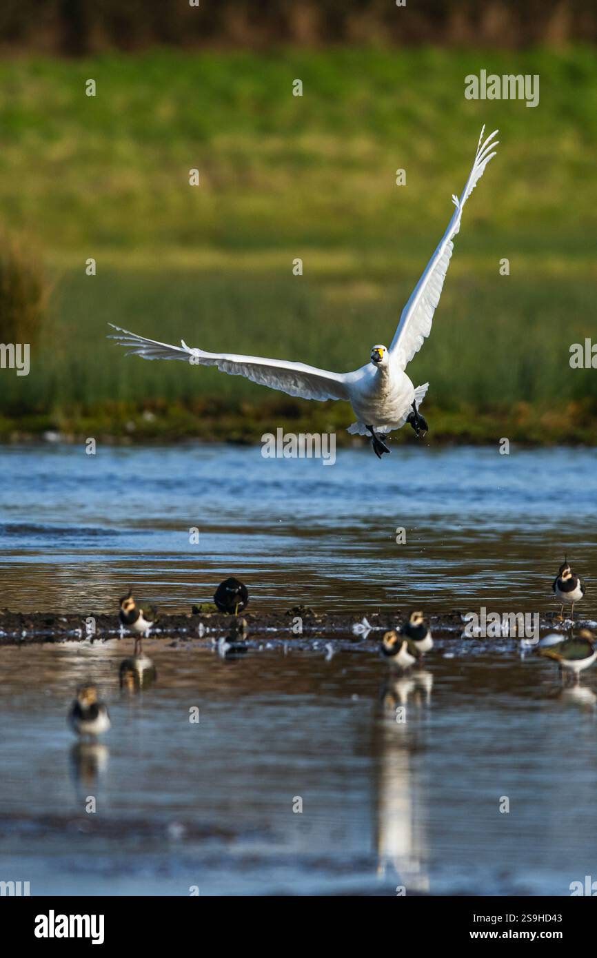 Tundra Swan, Bewick's Swan, Cygnus columbianus in flight at winter in ...