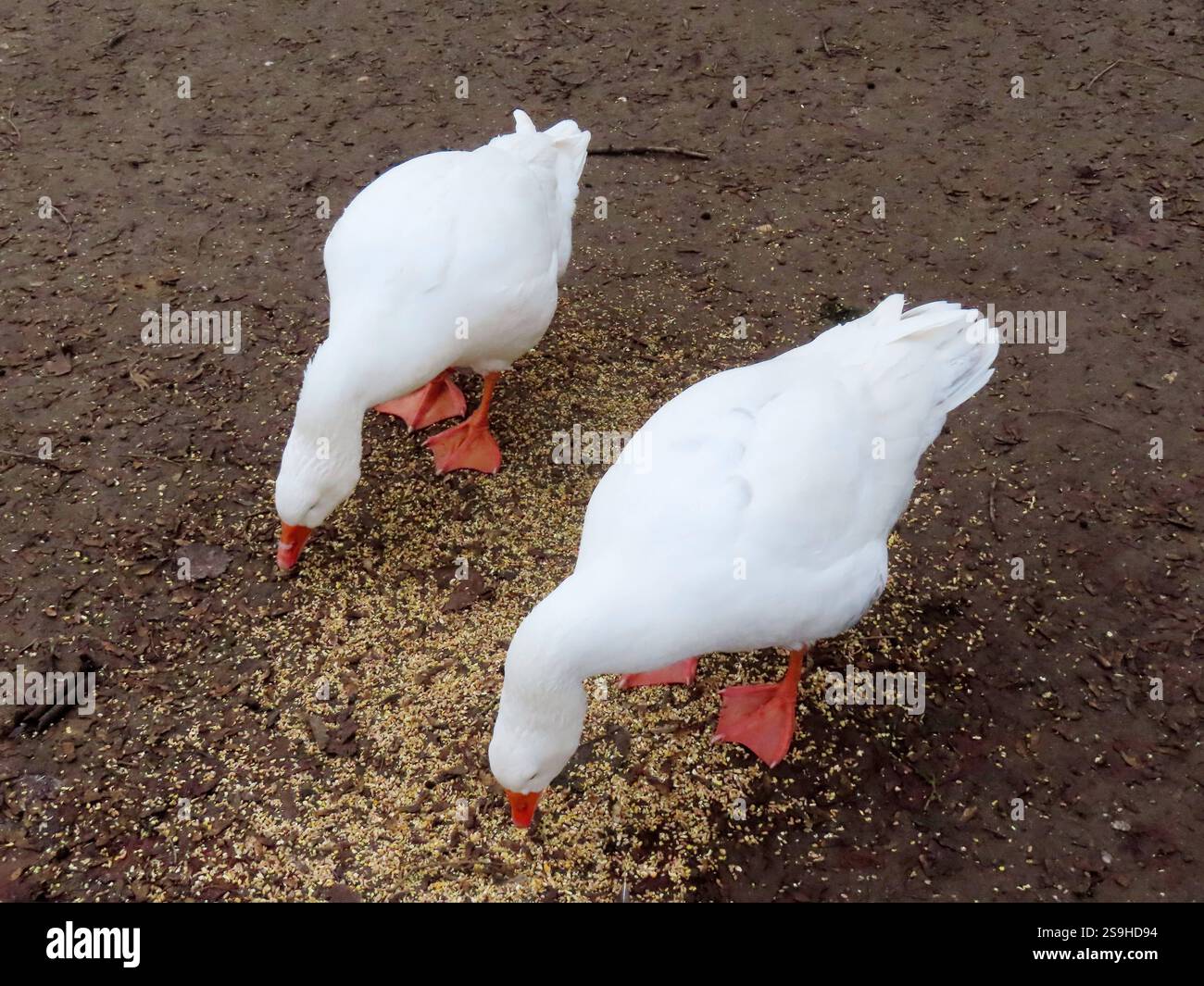 ...weiße Zuchtform der Hausgans beim Fressen... Hausgaense in weiß ...
