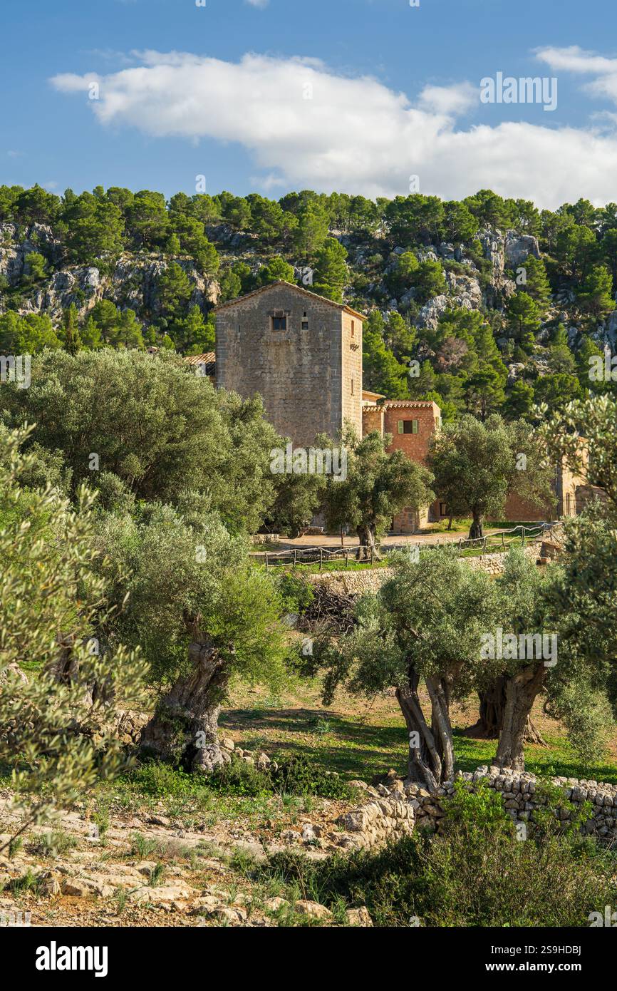 Olive trees grove stone house hi-res stock photography and images - Alamy