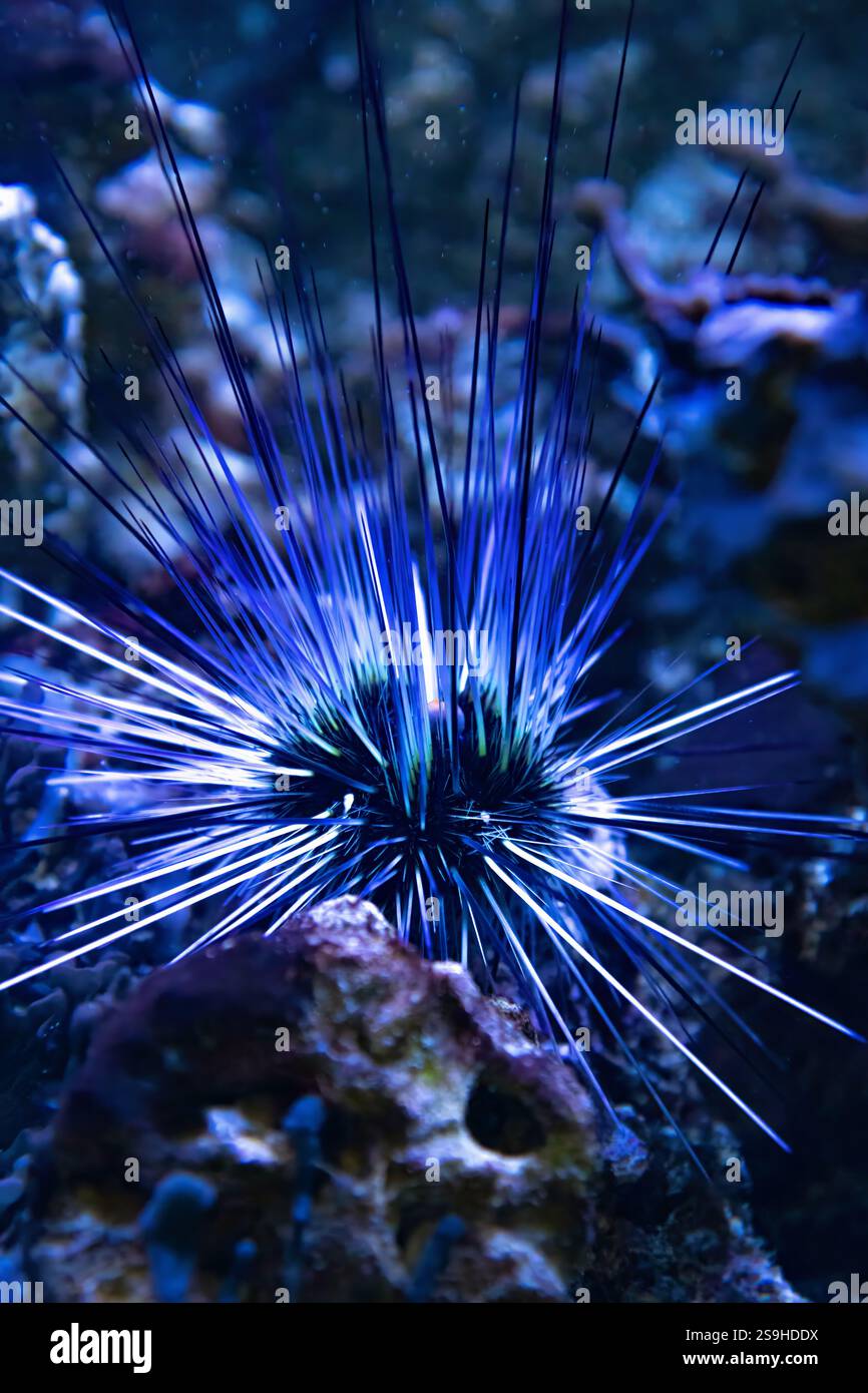 Long spines sea urchin (Diadema setosum) hiding among the corals Stock ...