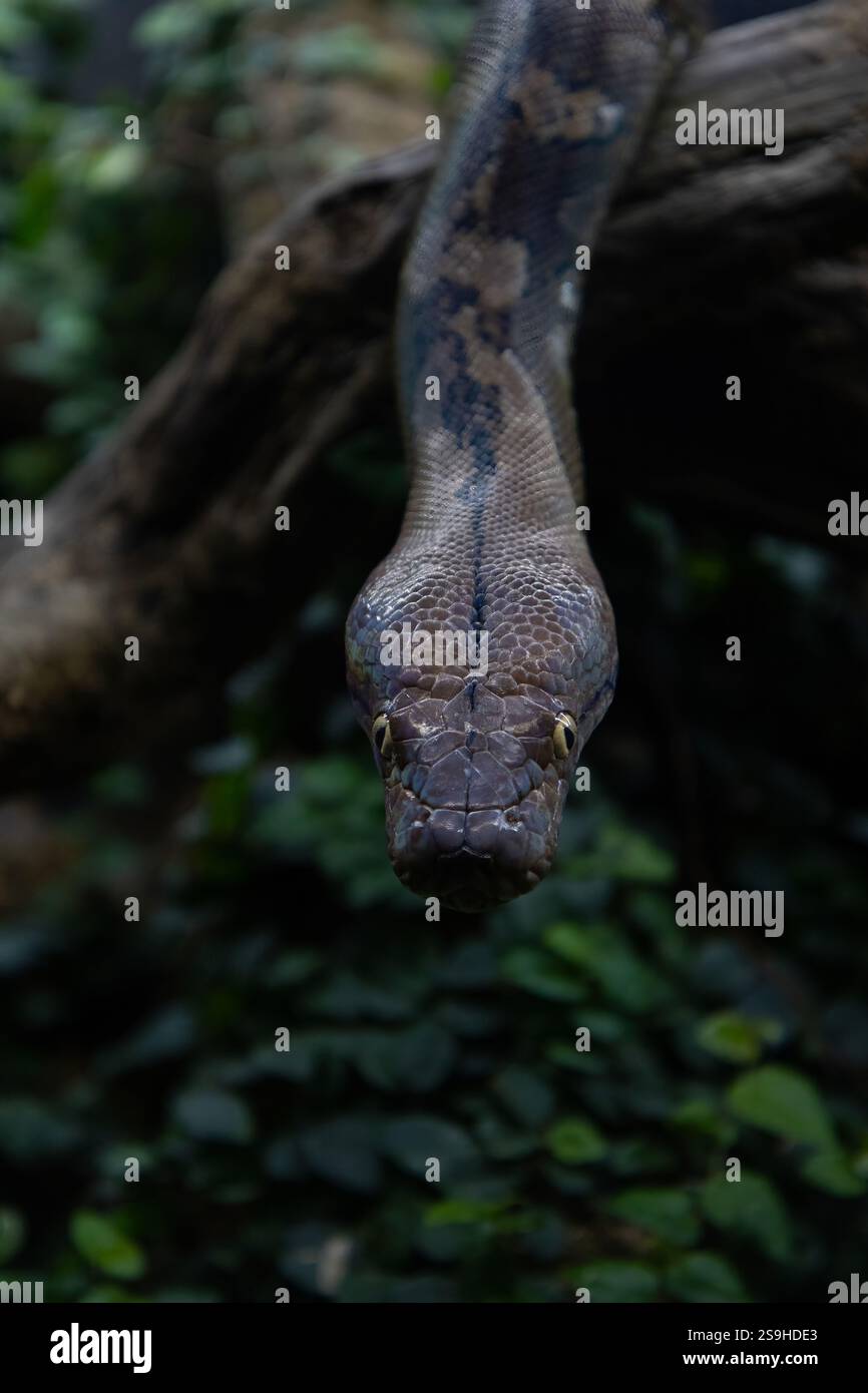 Detail of the head of python Stock Photo - Alamy