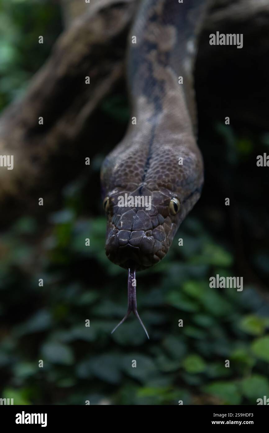 Detail of the head of python Stock Photo - Alamy