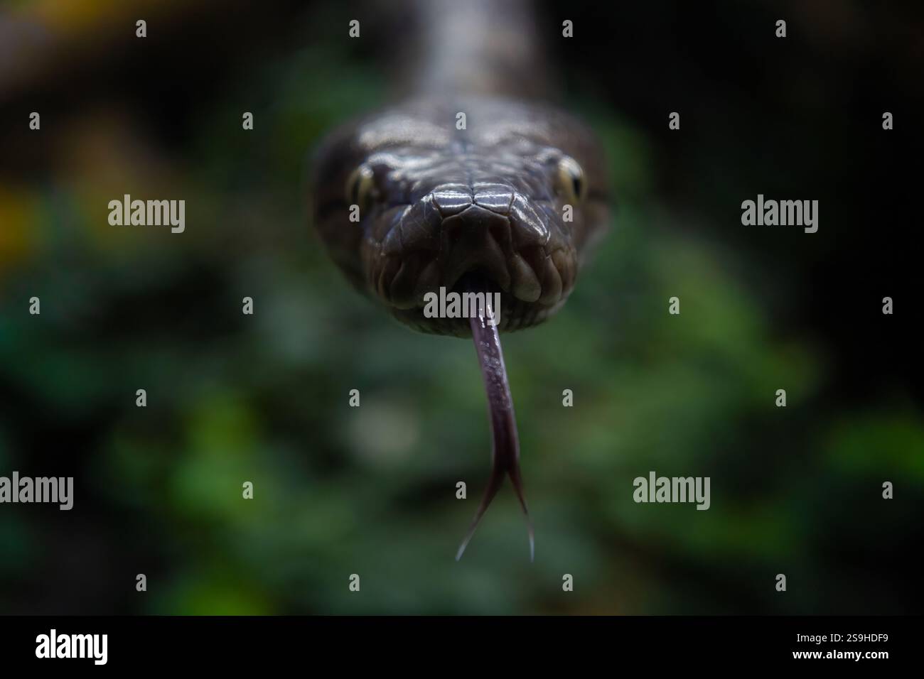 Detail of the head of python Stock Photo - Alamy