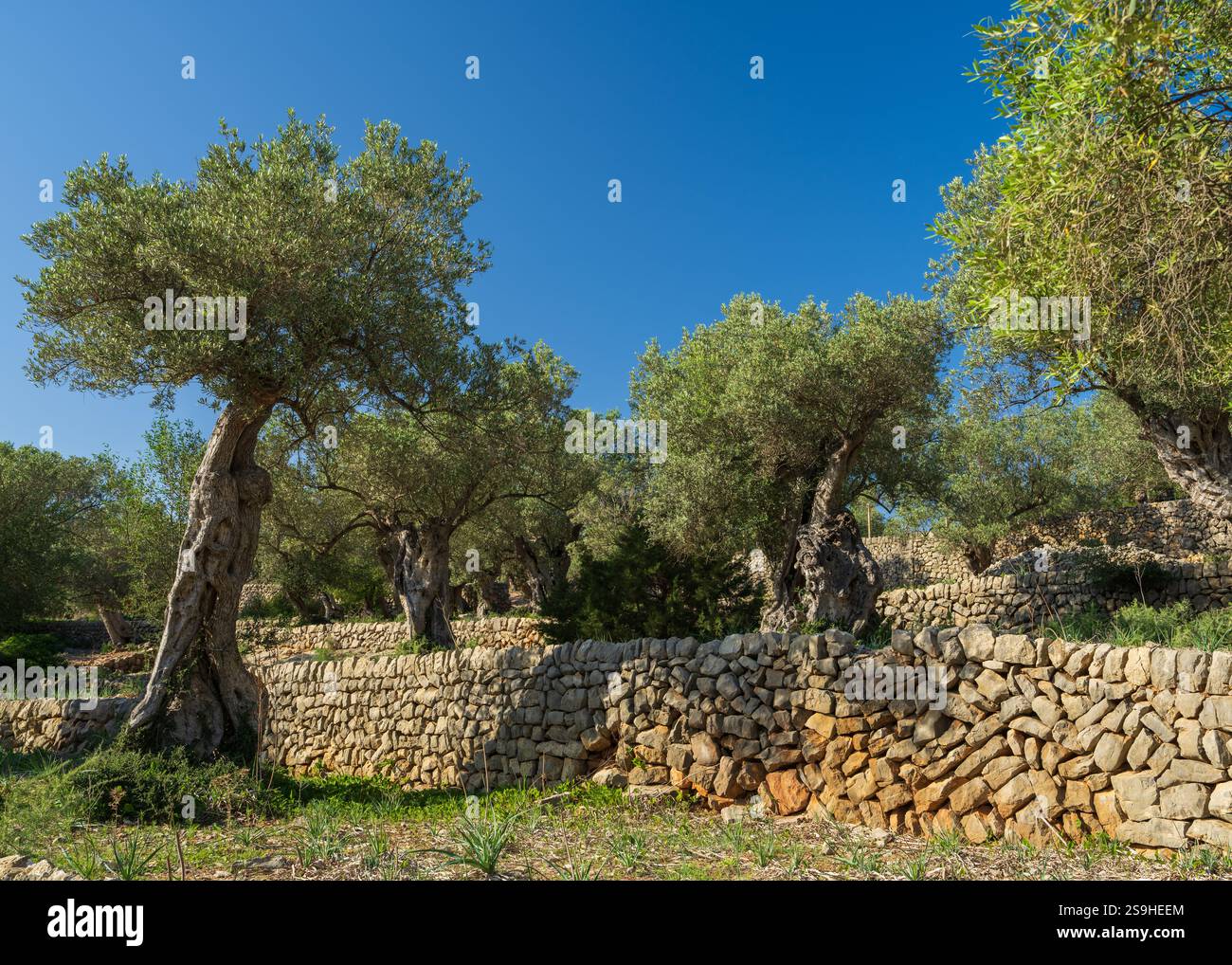 Stunning view of olive trees planted in cascading terraces, supported ...