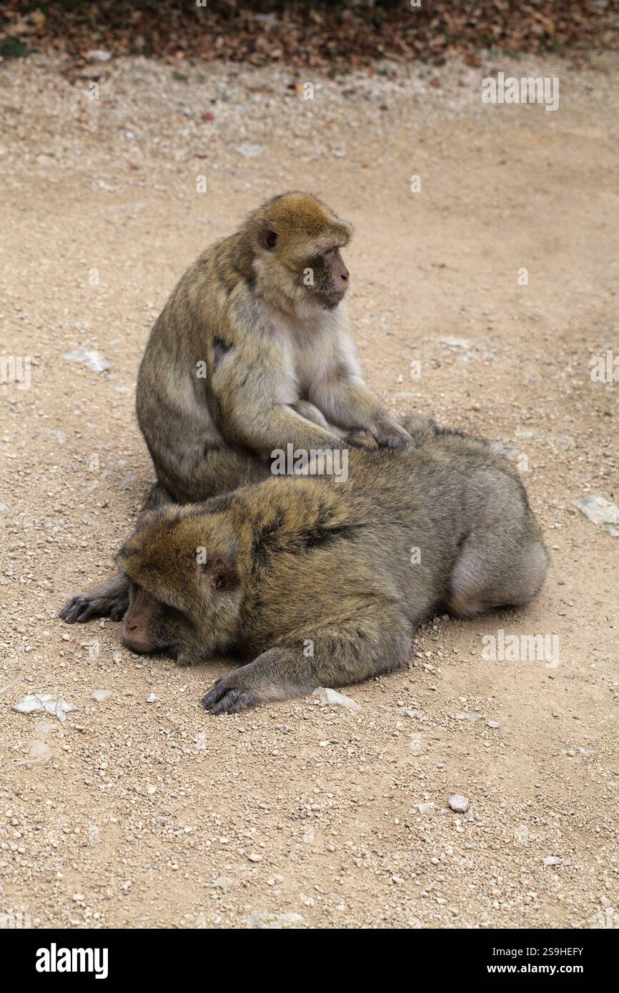 Two Barbary macaques are grooming each other in Monkey Forest park in ...