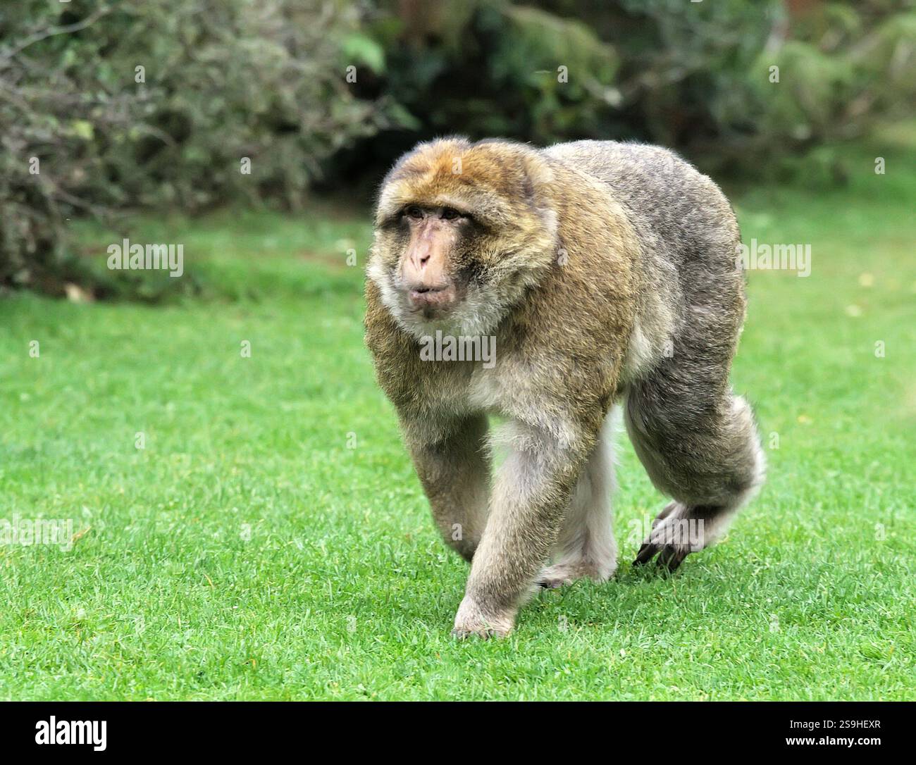 Barbary macaque explores the green landscape of Monkey Forest park ...