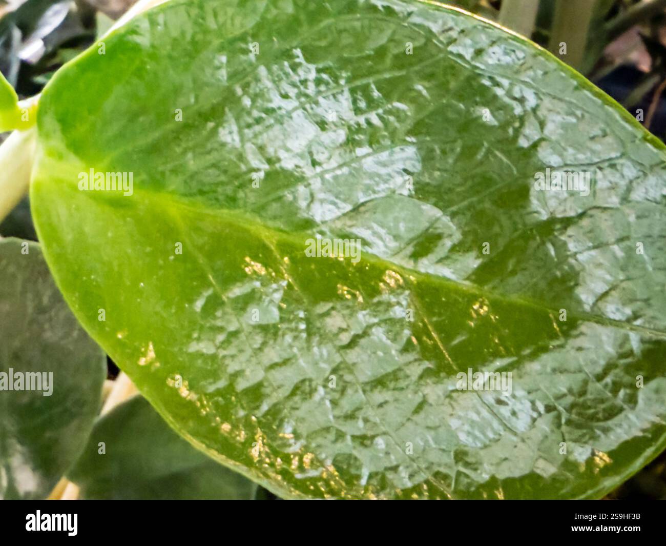 A leafy green plant with a shiny surface. The leaf is large and has a ...